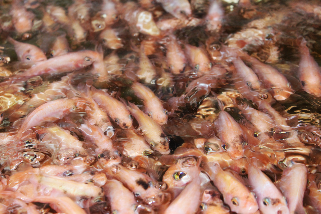 Maltese AquaBioTech firm nabs EU business awards nomination ...