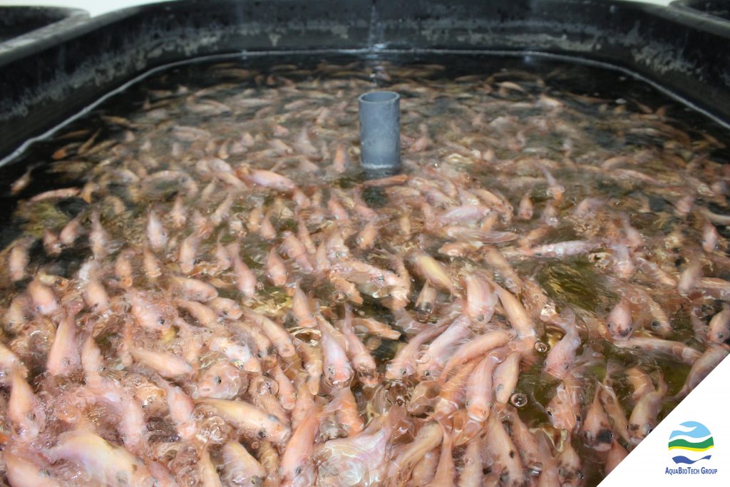 Let's Talk Farming collaboration with AquaBioTech Group - AquaBioTech Group
